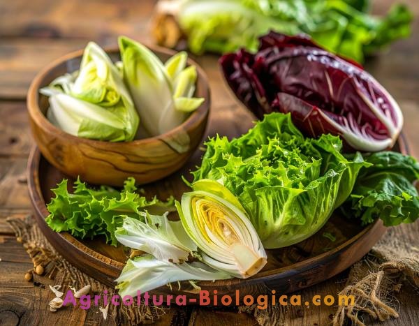 Cicorie - Caratteristiche, Benefici e Coltivazione | Agricoltura ...
