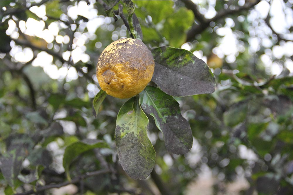Eliminare la Fumaggine in modo naturale | Agricoltura Biologica - L'ABC ...